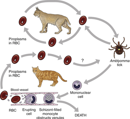 Cadence the Cat: The case of the lethargic cat | Holdenville Veterinary ...